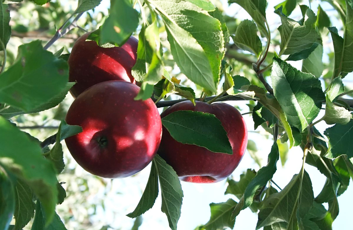 Fais tes valises, on s'en va... aux pommes | ALBI le Géant